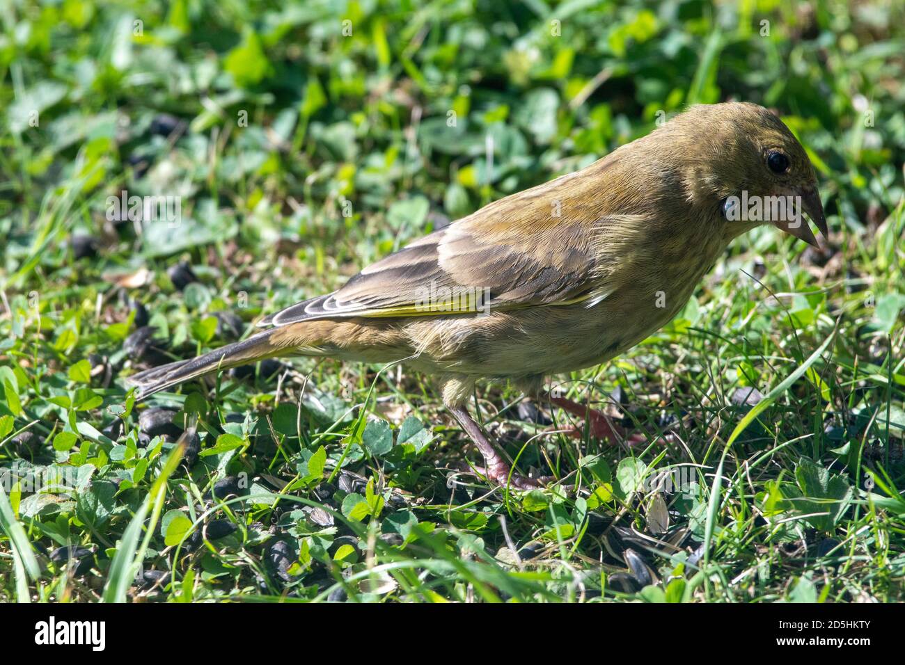 Goldfinch chick (Carduelis carduelis) with deer tick on it Stock Photo ...