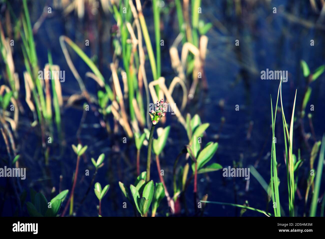 Plants growing by river hi-res stock photography and images - Alamy