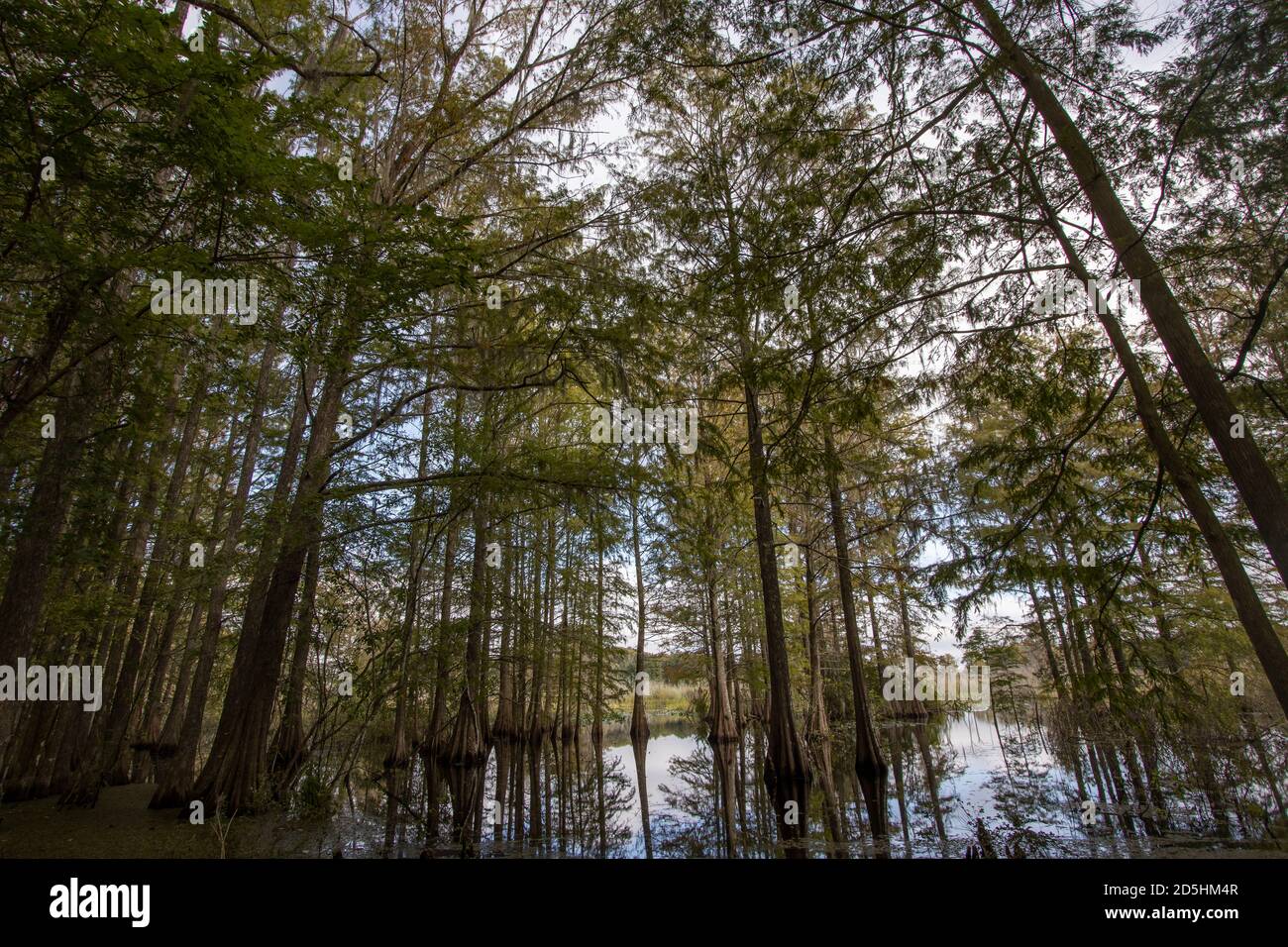Large stately Cypress trees in a swamp Stock Photo - Alamy