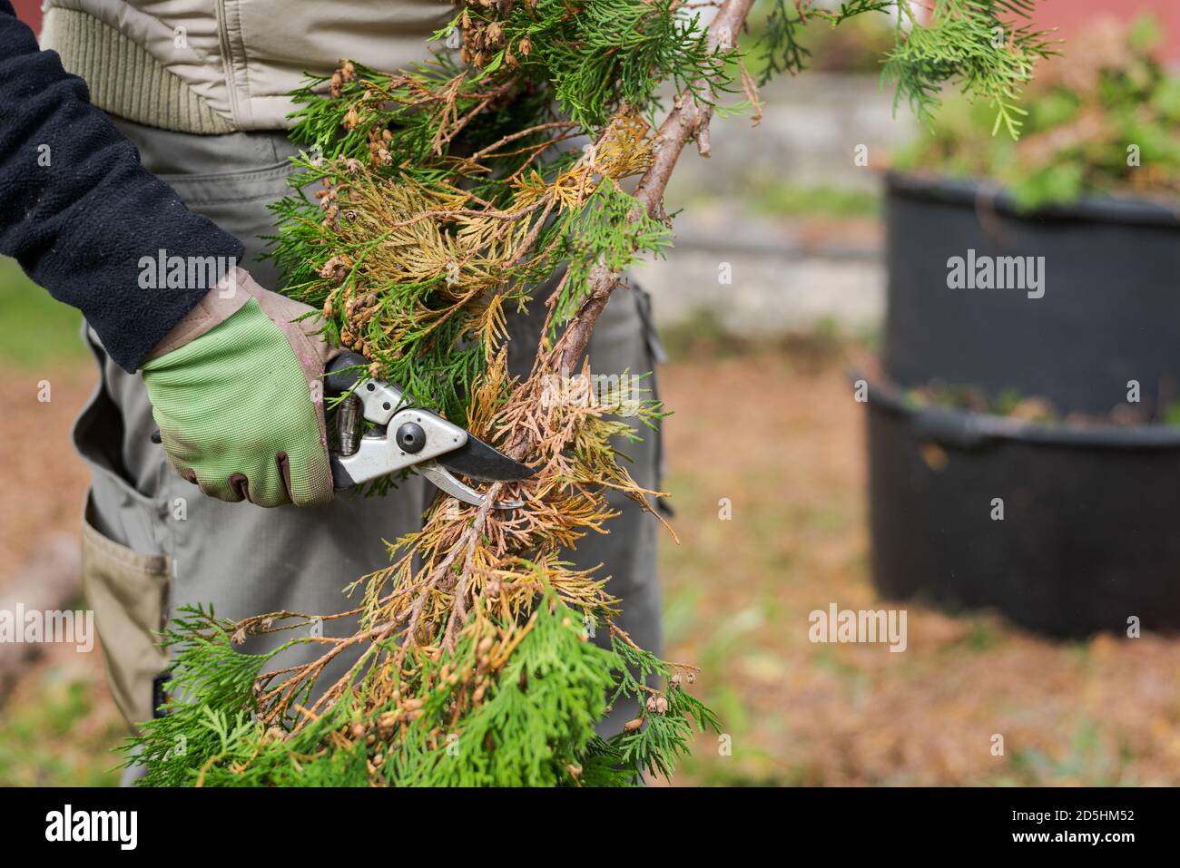 Garden work, human hands with working gloves cutting off twigs from ...