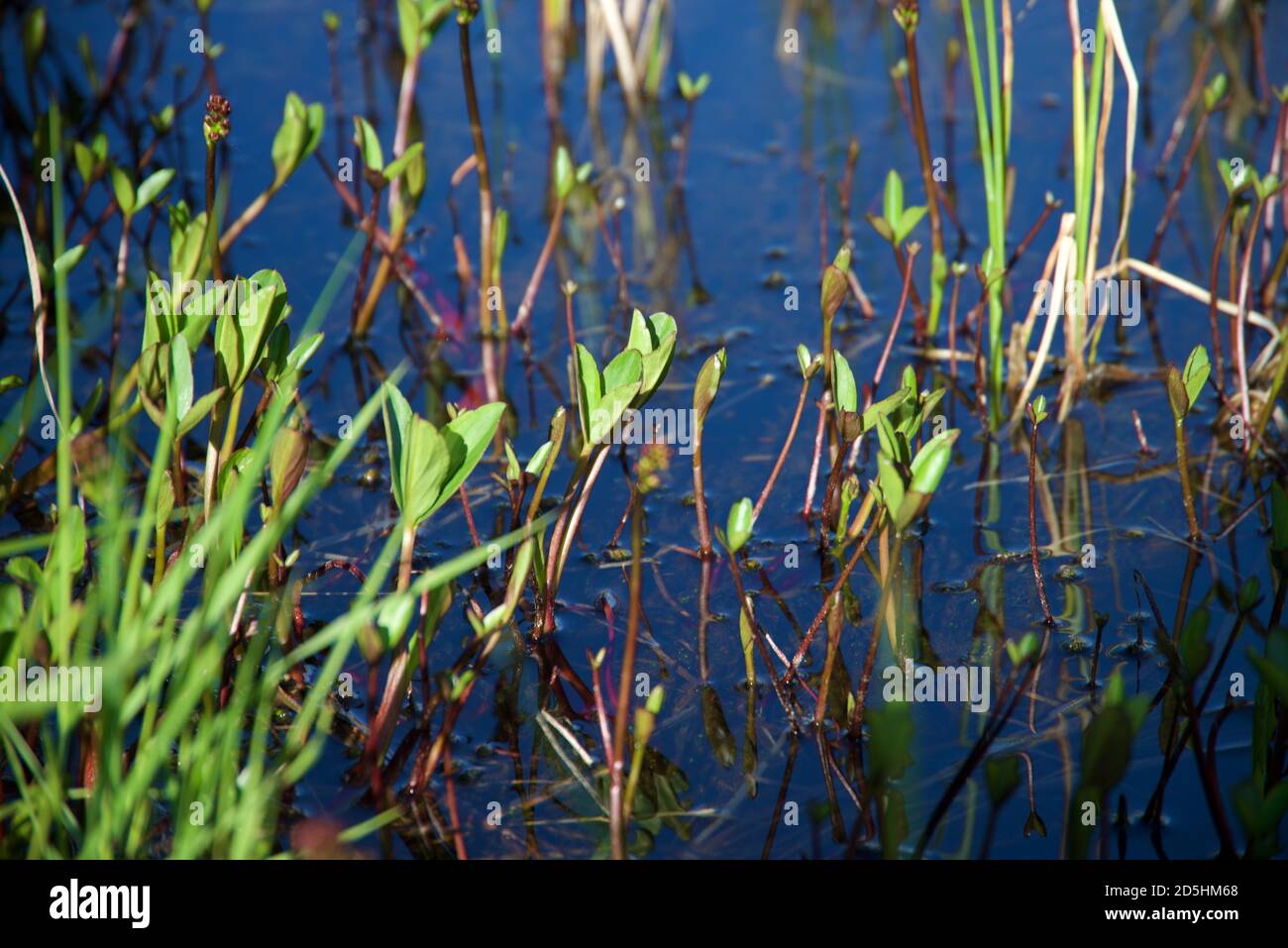 Plants growing by river hi-res stock photography and images - Alamy