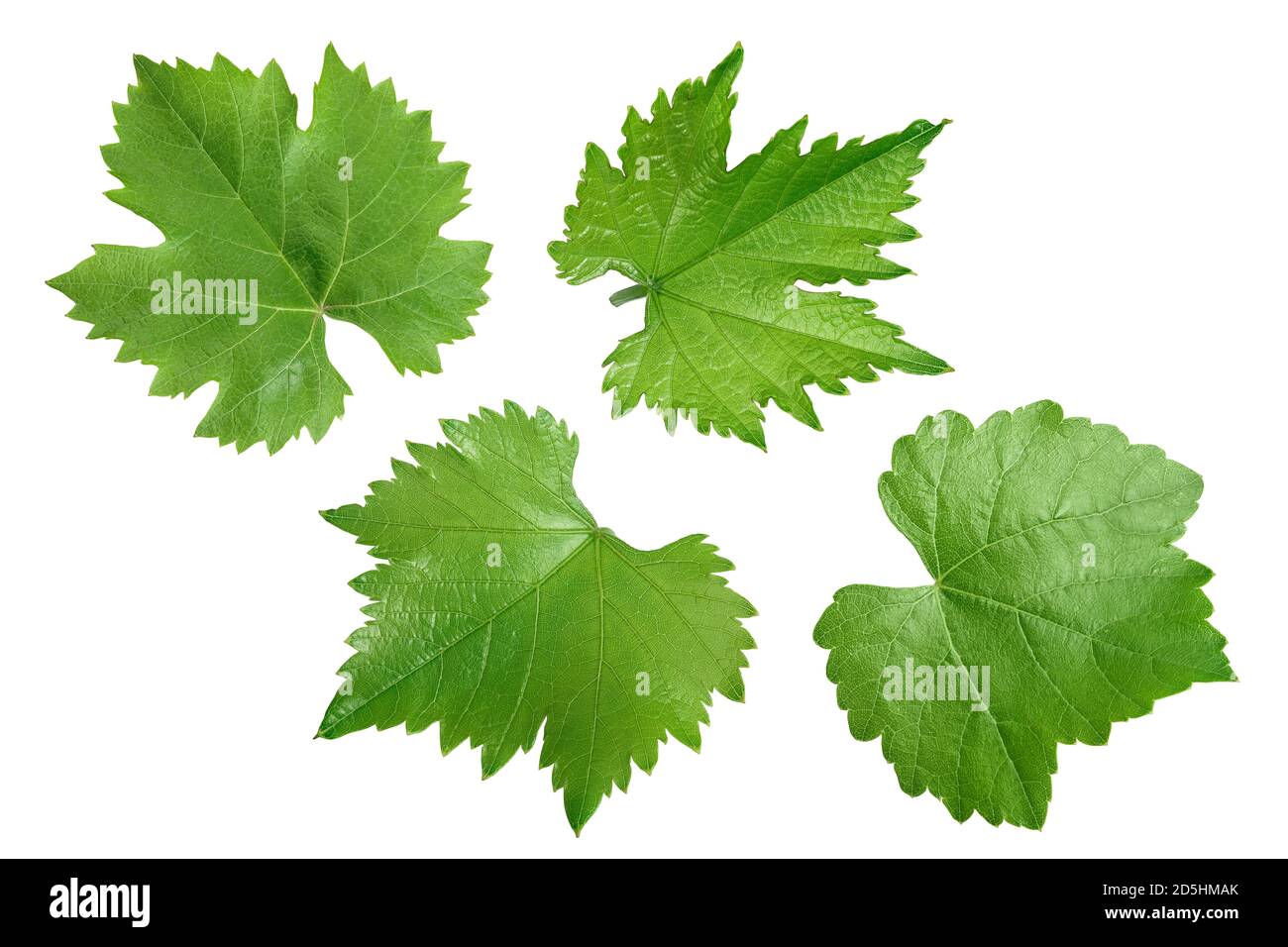 Grape leaf isolated on white background with clipping path and full ...