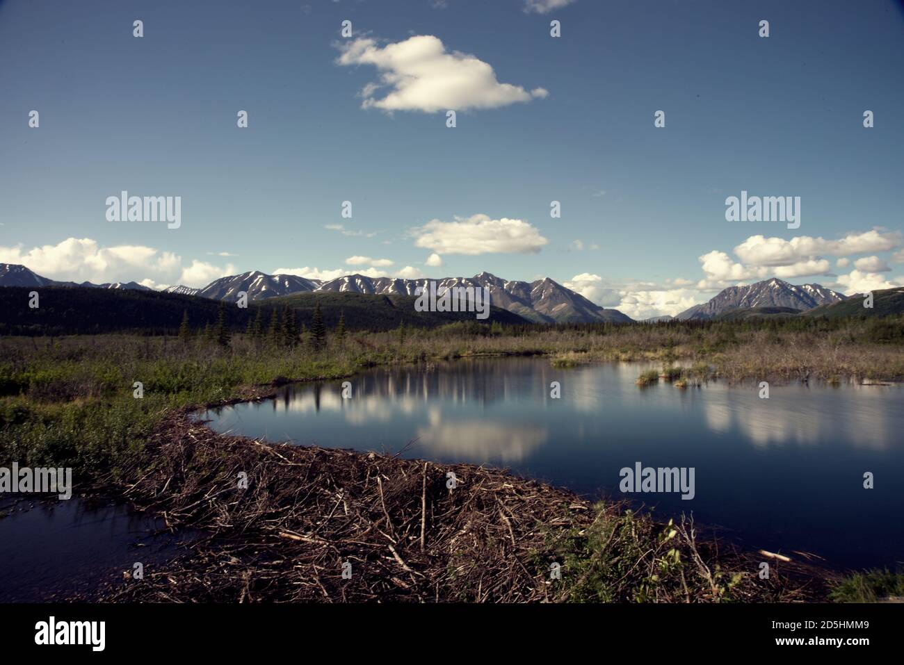 Alaska beaver pond forest hi-res stock photography and images - Alamy