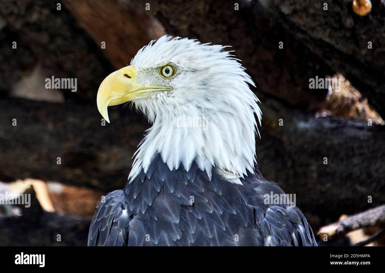 Close up of a captured Bald Eagle sitting on a perch at a wildlife ...