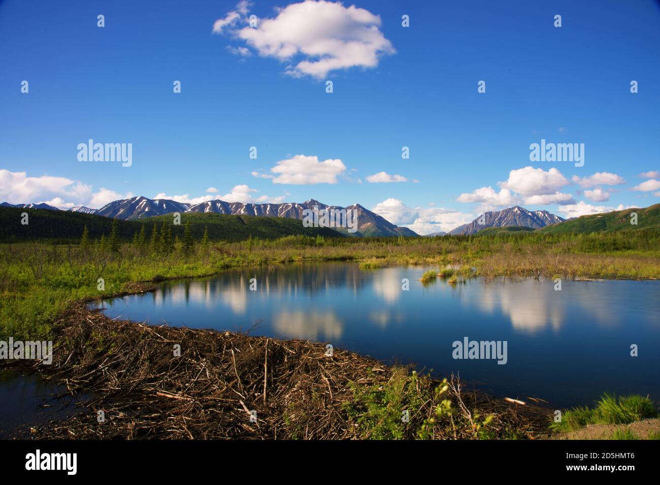 Alaska beaver pond forest hi-res stock photography and images - Alamy