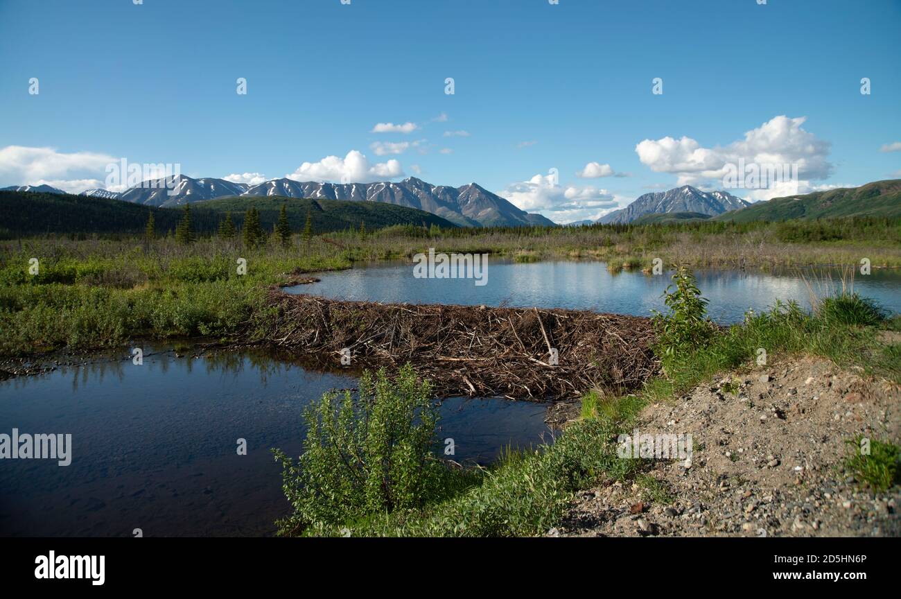View of Alaska's wilderness: Mountains, River, Beaver Dam, and ...