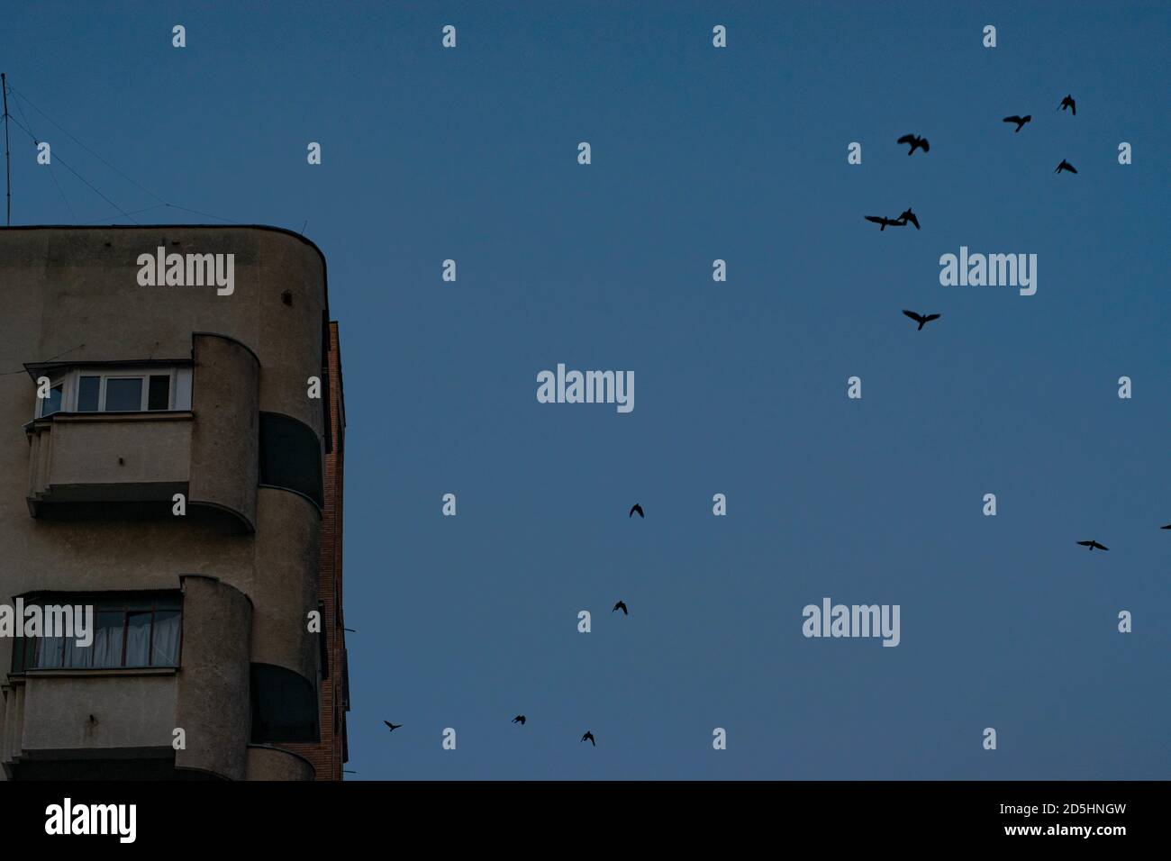 Birds flying near a building under the clear sky in the evening Stock ...