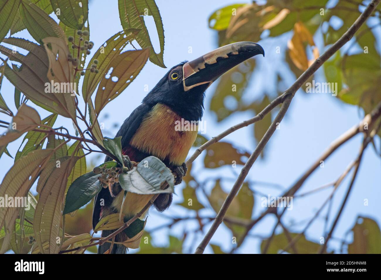 Collared Aracari in the rain forest in Tortuguero National Park in ...