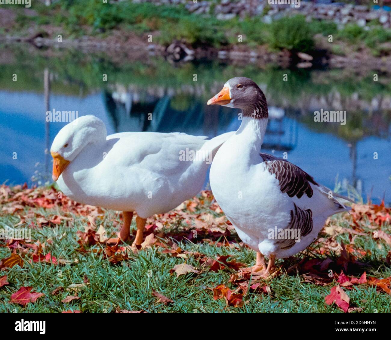 Two white ducks in animated poses standing on orange leaves in the fall ...