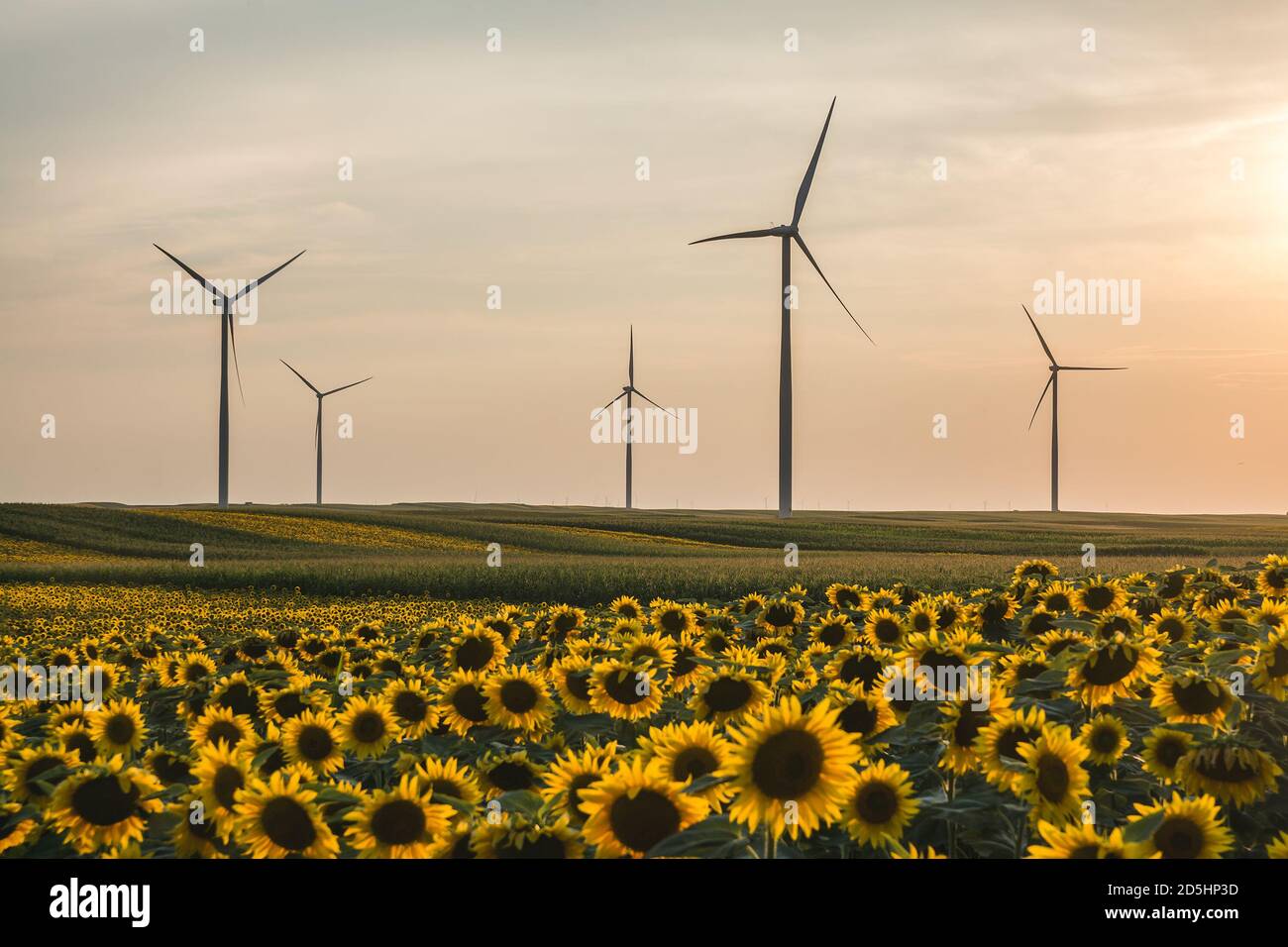 Closeup shot of beautiful sunflowers and wind turbines in a field Stock ...