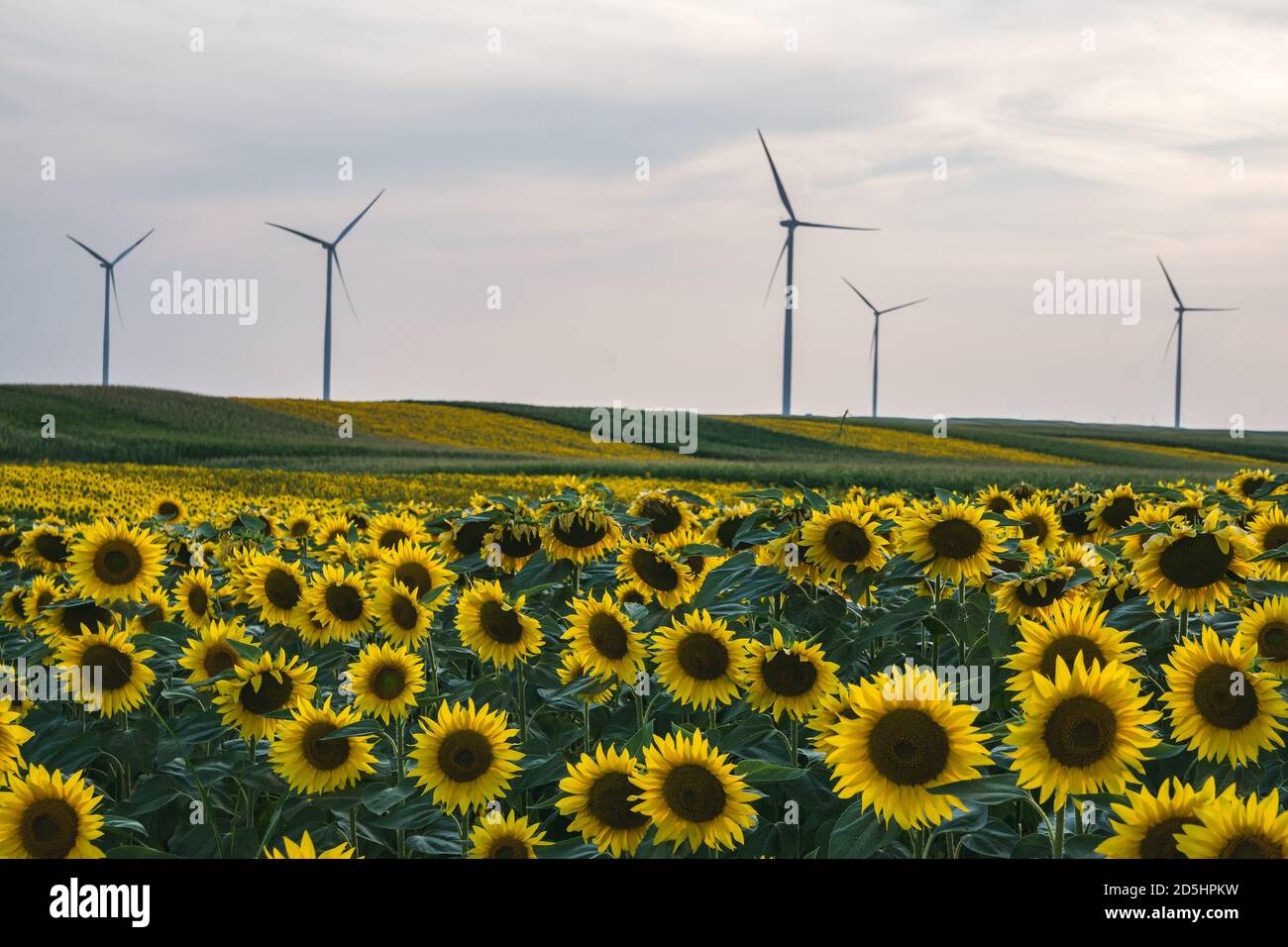 Closeup shot of beautiful sunflowers and wind turbines in a field Stock ...