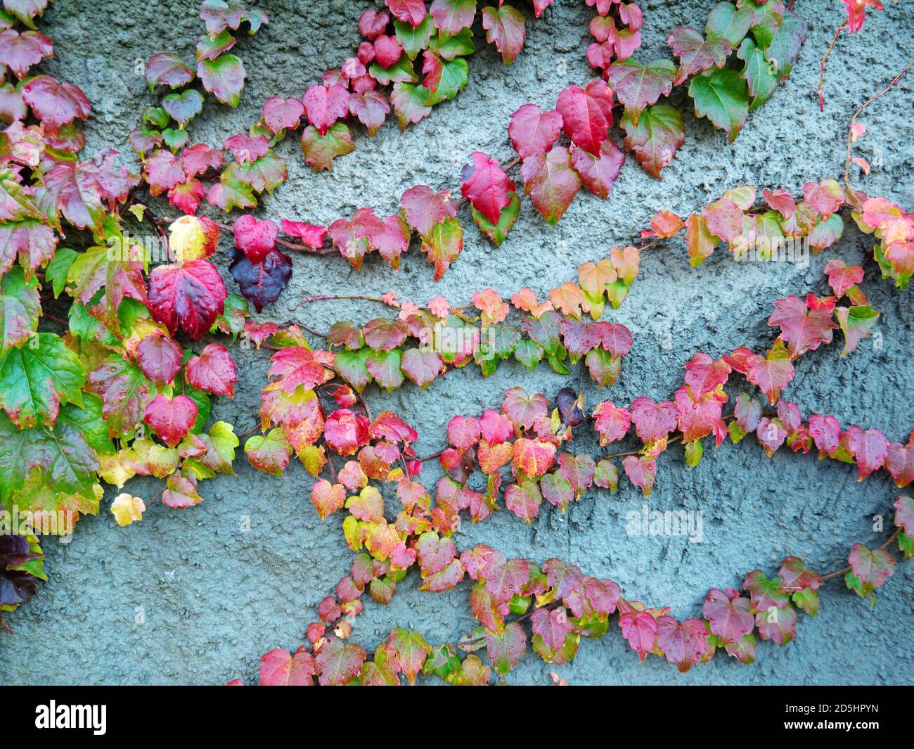 Orange ivy leaves hi-res stock photography and images - Alamy