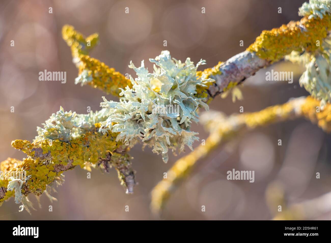 Fungi including lichen hi-res stock photography and images - Alamy
