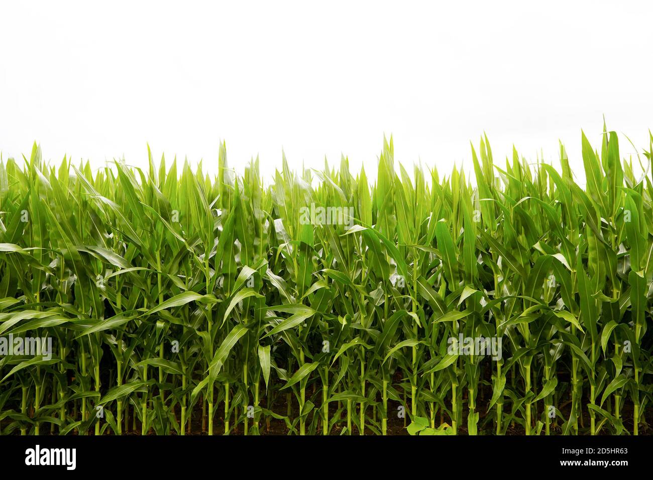Cornstalks hi-res stock photography and images - Alamy