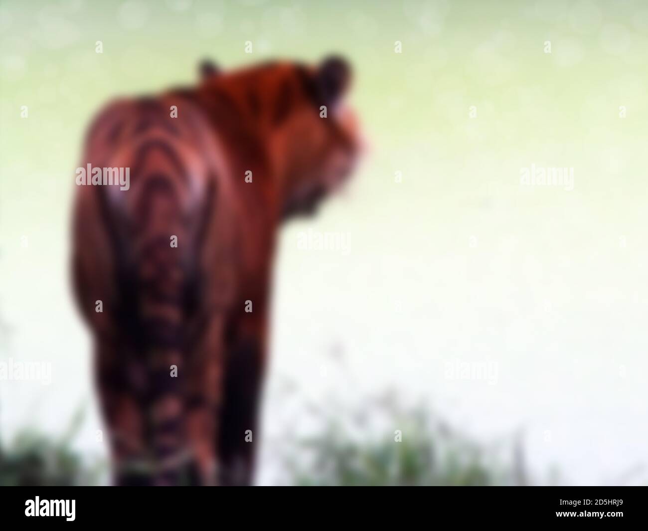 Defocused image. Tiger back view descends to the river. Blurred ...