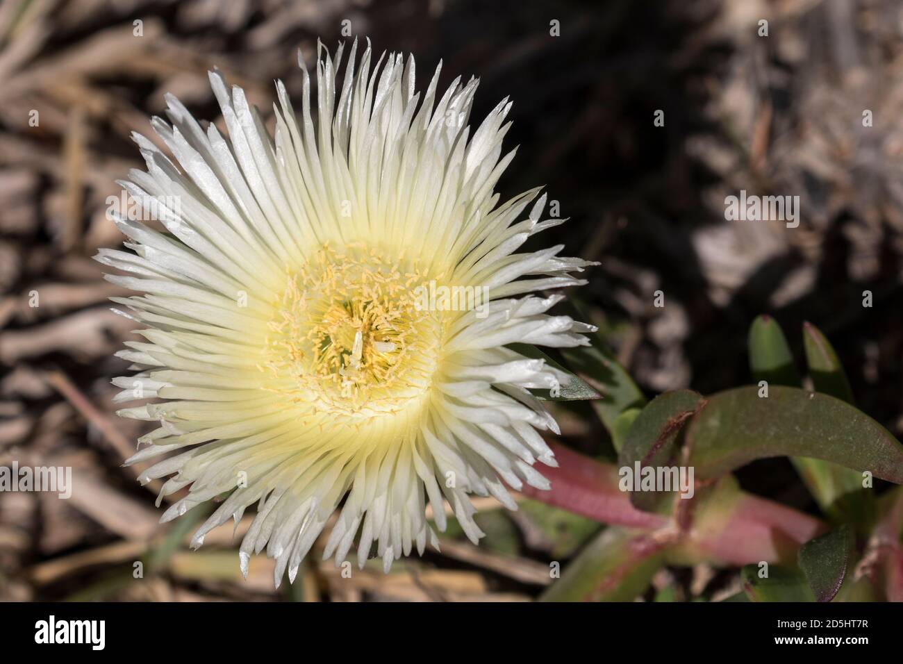Pig face hi-res stock photography and images - Alamy
