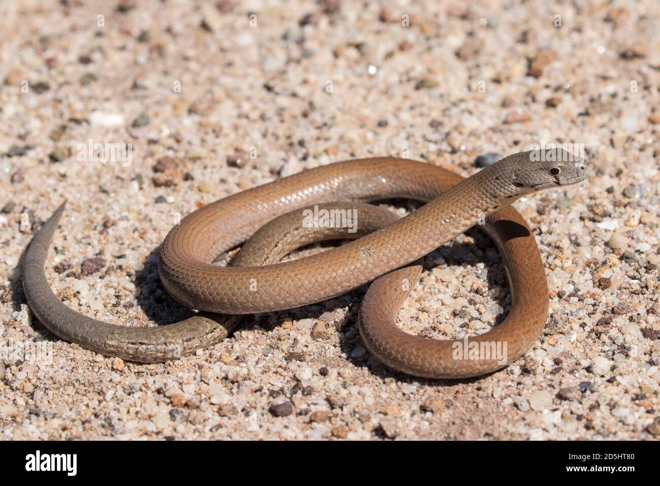 Common Scaly-foot legless lizard basking in sunlight Stock Photo - Alamy