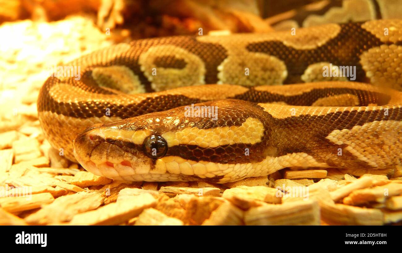 Non venomous insect hi-res stock photography and images - Alamy
