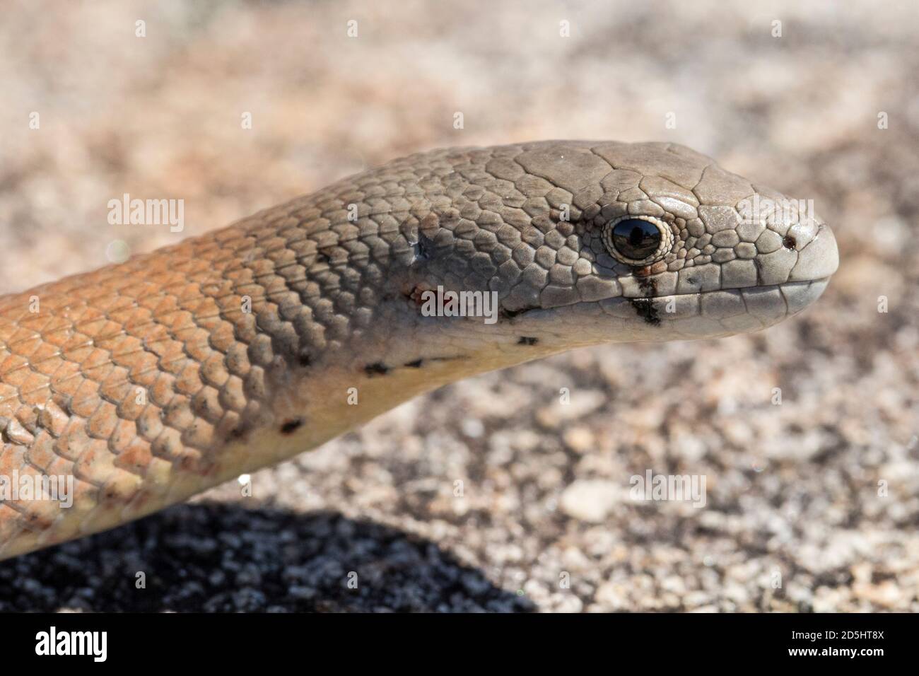 Close up photo of a Common Scaly-foot legless lizard Stock Photo - Alamy