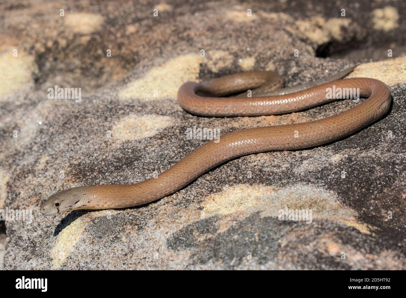 Common Scaly-foot legless lizard basking in sunlight Stock Photo - Alamy