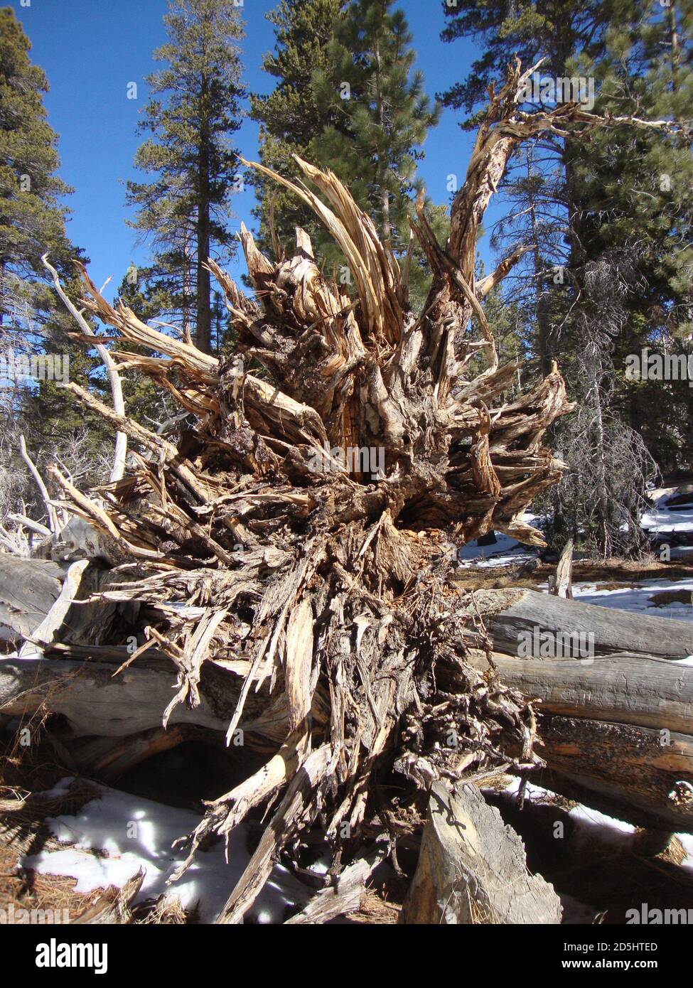 Vertical closeup shot of a tree that has been pulled out from the ...