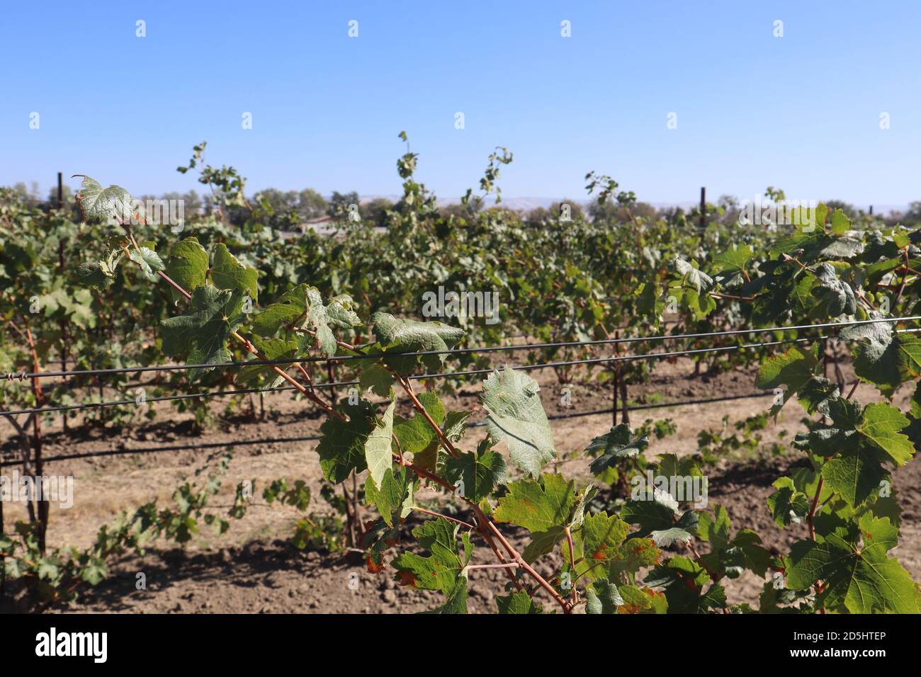 View of grapevines growing on a farm with a blue sky background Stock ...