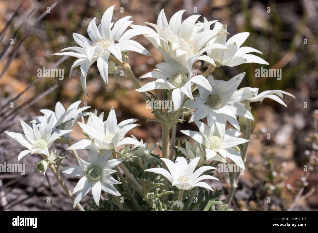 Small beetles and insects on Flannel flower Stock Photo - Alamy
