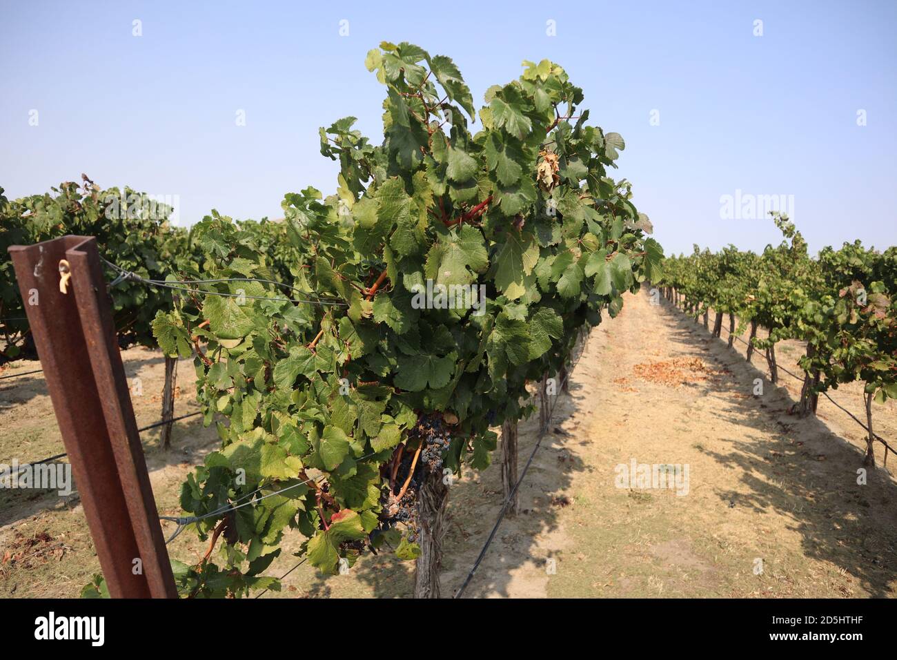 View of grapevines growing on a farm with a clear blue sky background ...
