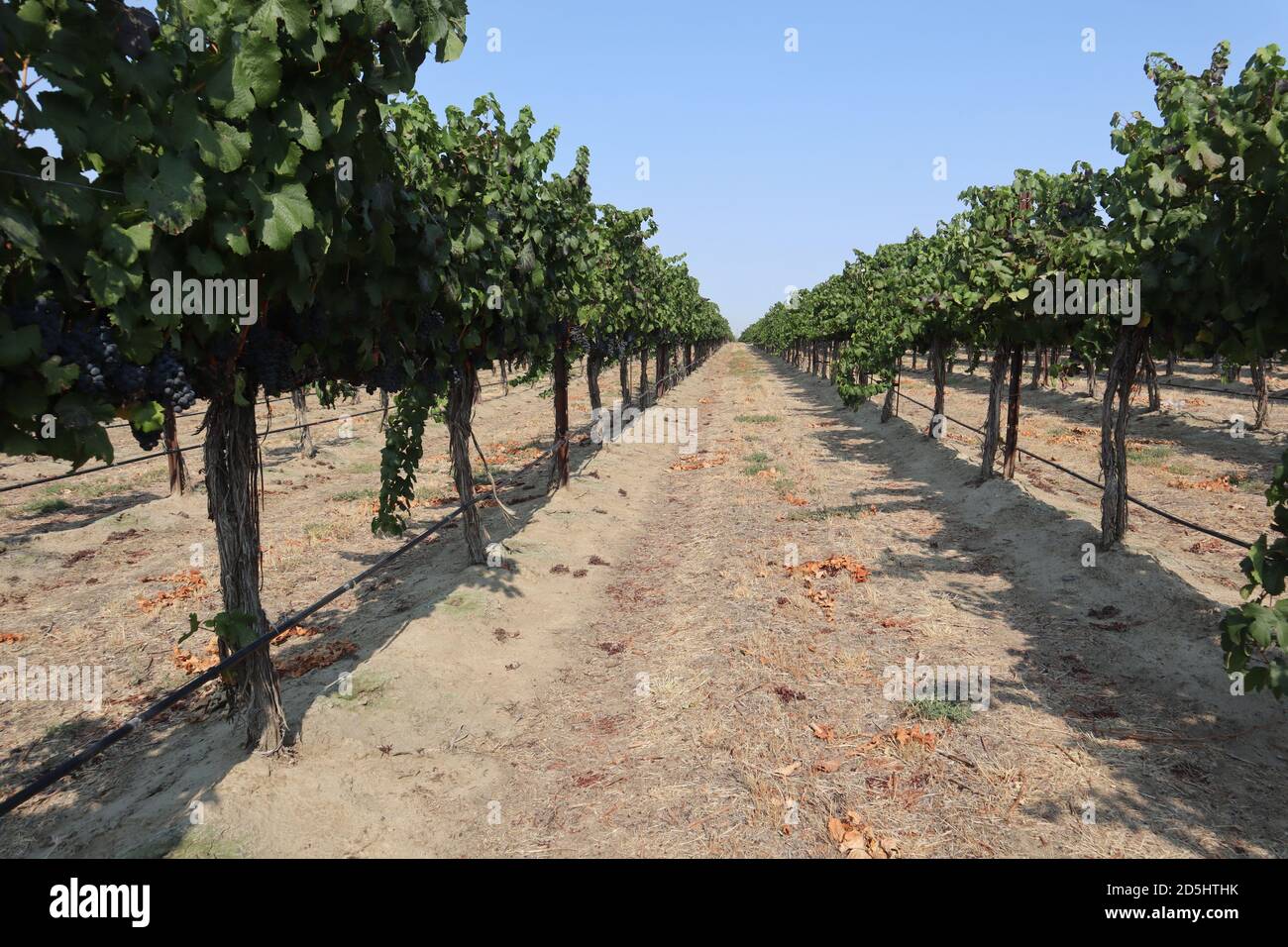 View of grapevines growing on a farm with a clear blue sky background ...