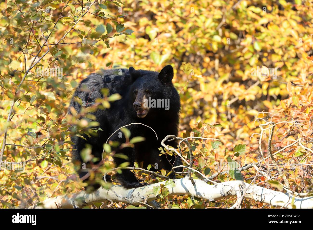 Aspen black bear hi-res stock photography and images - Alamy