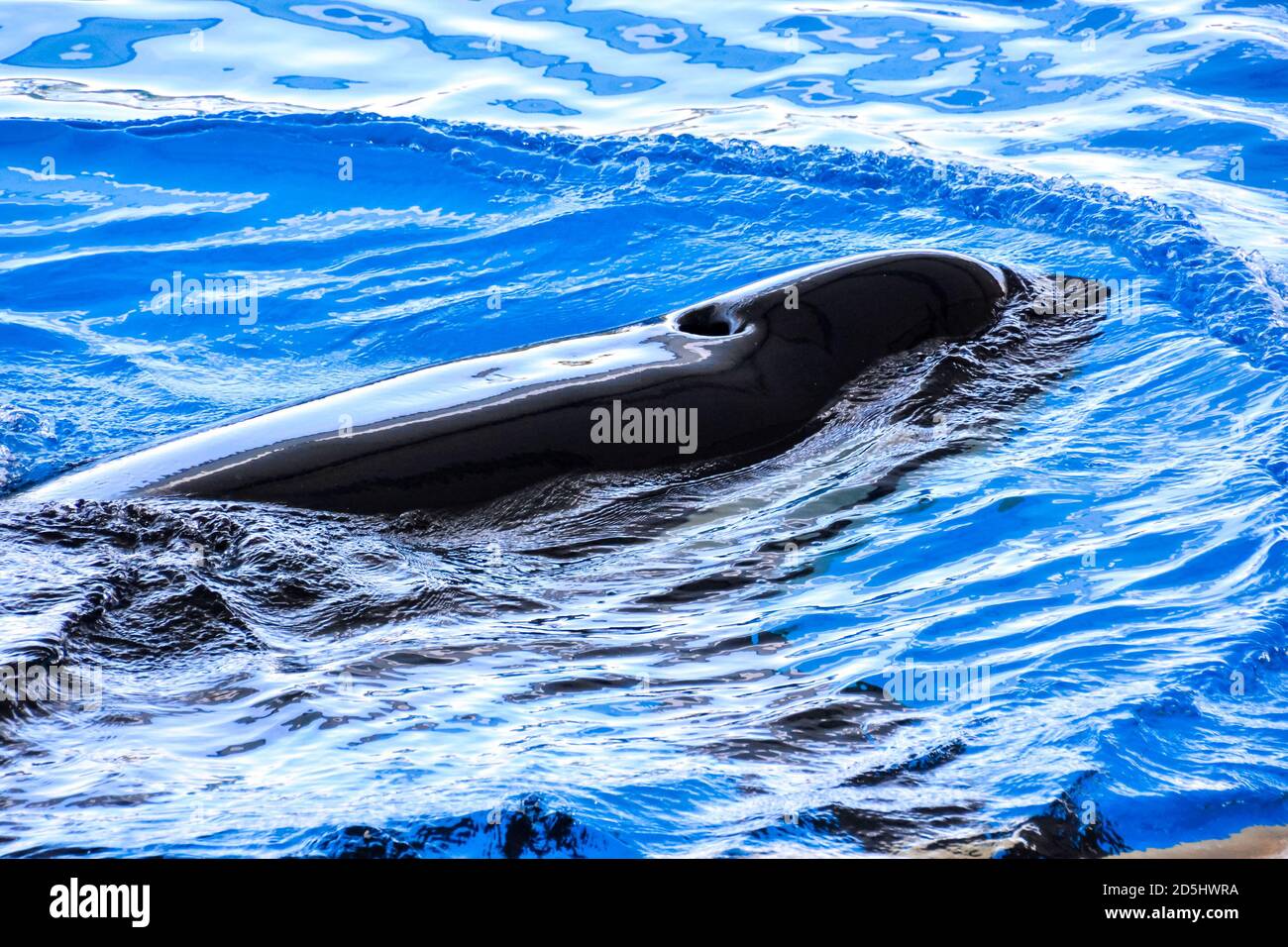 Mammal Orca Killer Whale Fish Stock Photo - Alamy