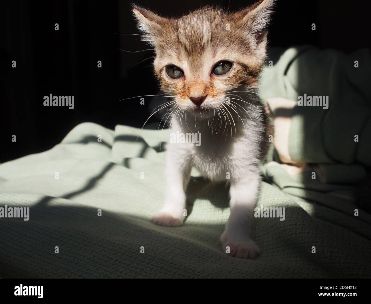 High angle view of tabby mix kitten with huge eyes. Natural light, high ...