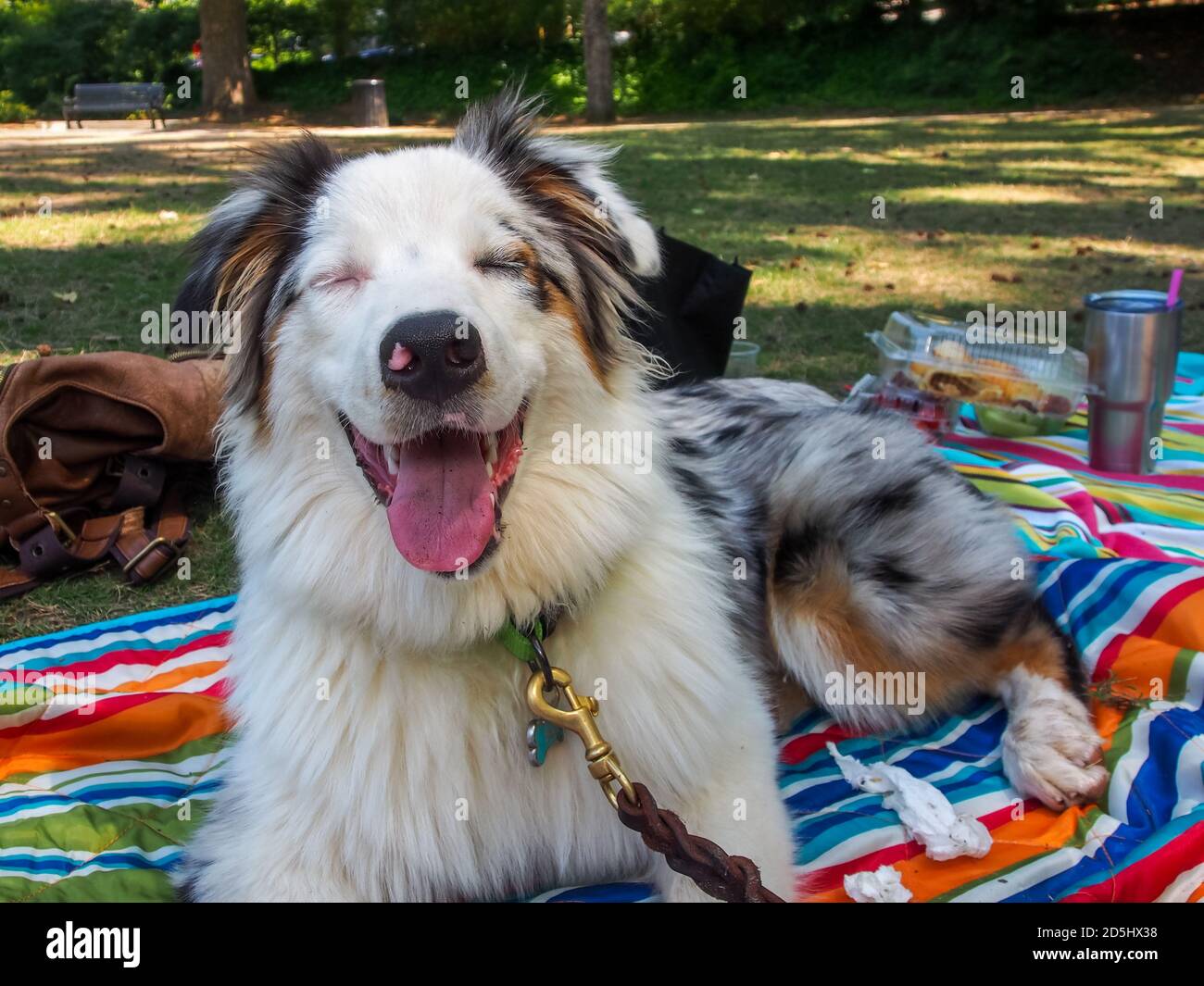 Australian Shepherd dog with a huge smile laying on a blanket in the ...