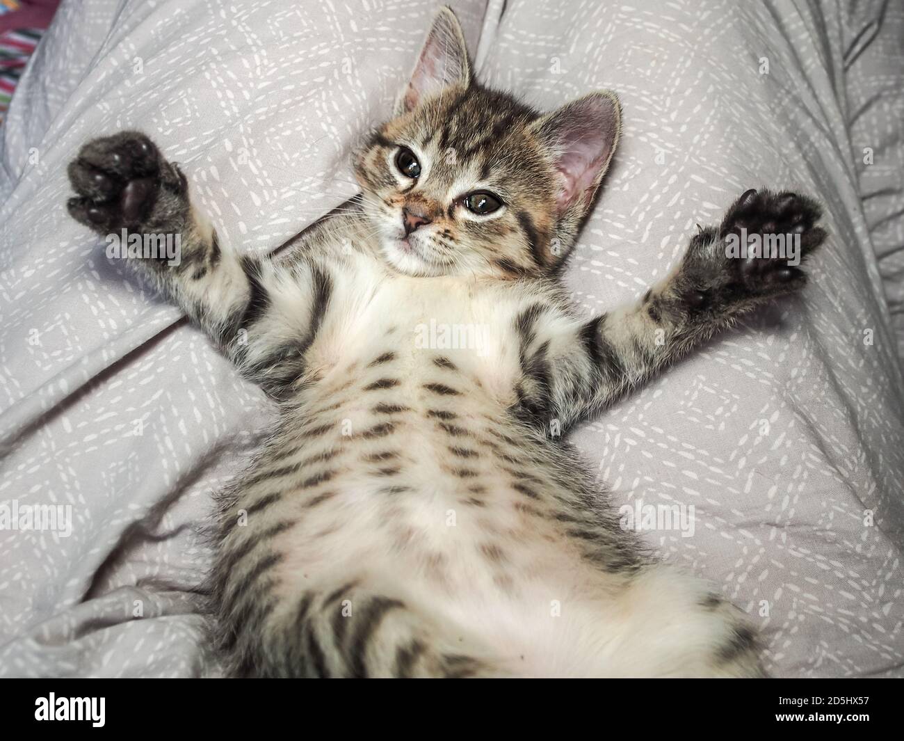Chubby paws hi-res stock photography and images - Alamy