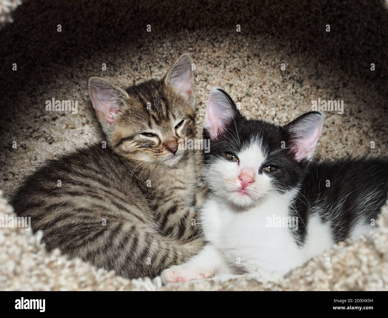 Two kitties sitting close together inside a cat condo, framed by a ...