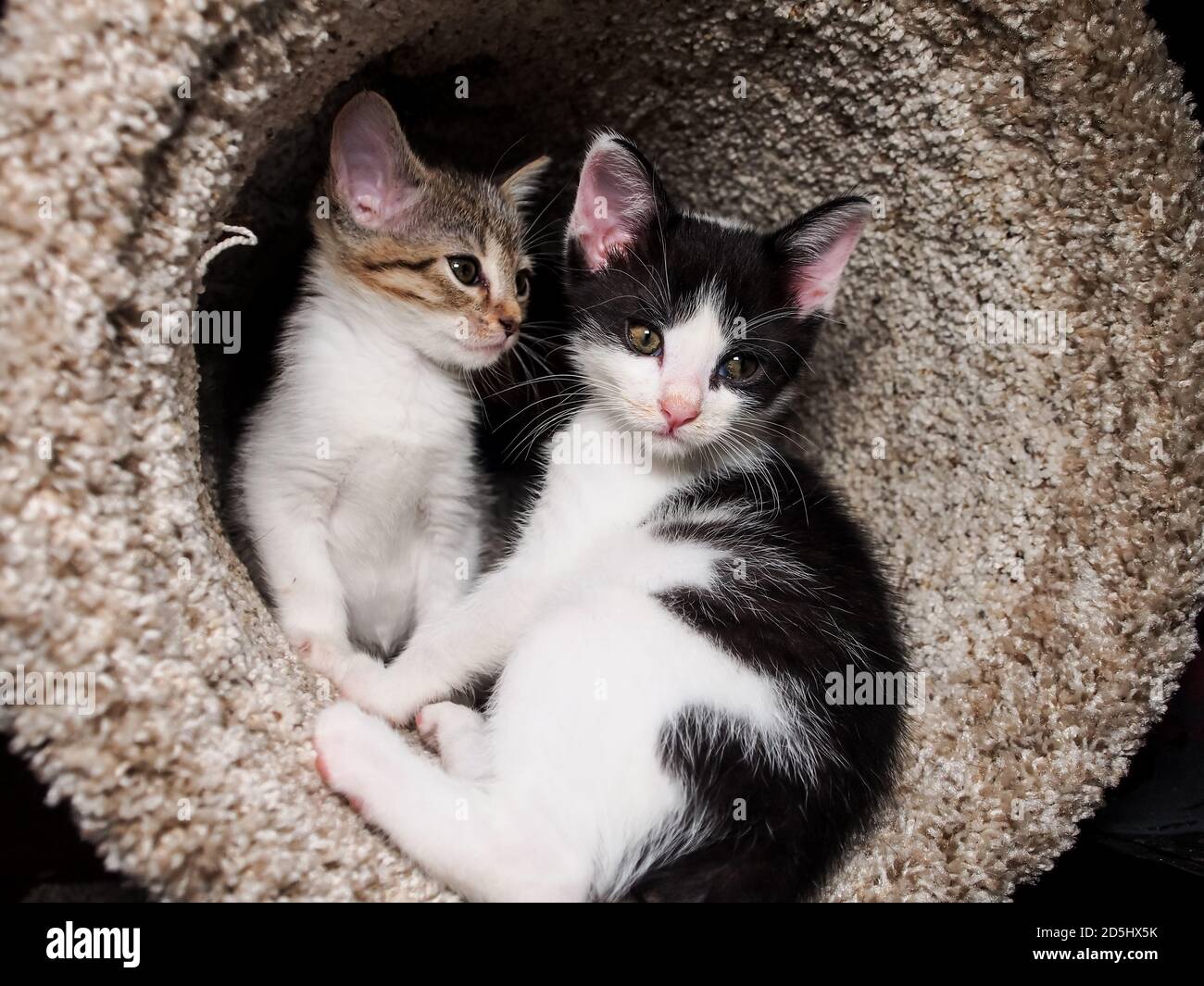 Black and white kitten sitting sideways inside a tunnel shaped cat ...