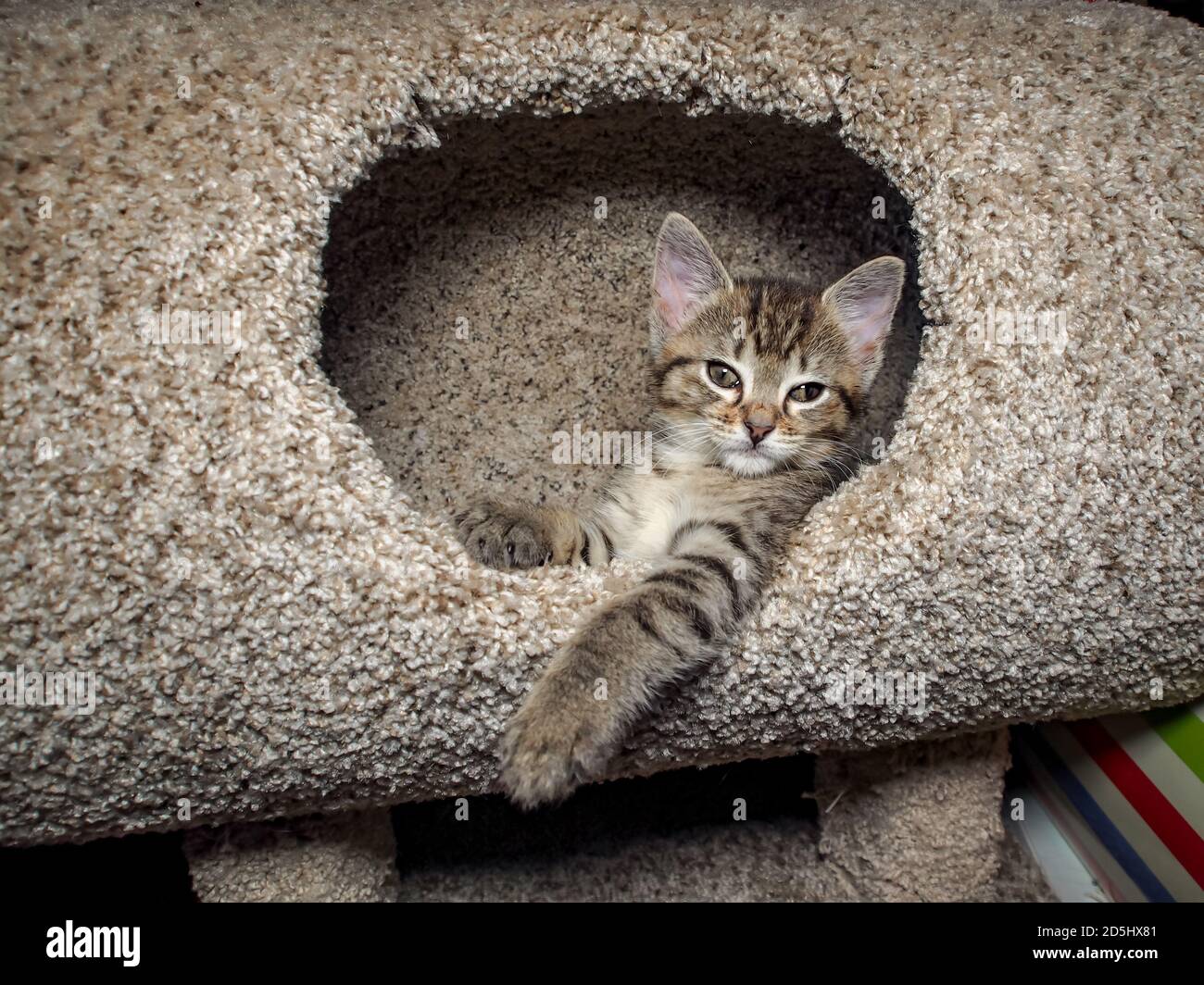 Tabby kitten resting her elbow on the edge of an opening in a cat condo ...