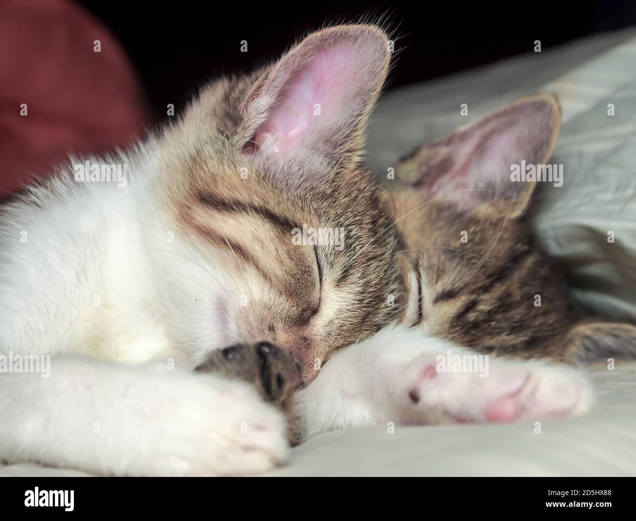 Close up kitten asleep hi-res stock photography and images - Alamy