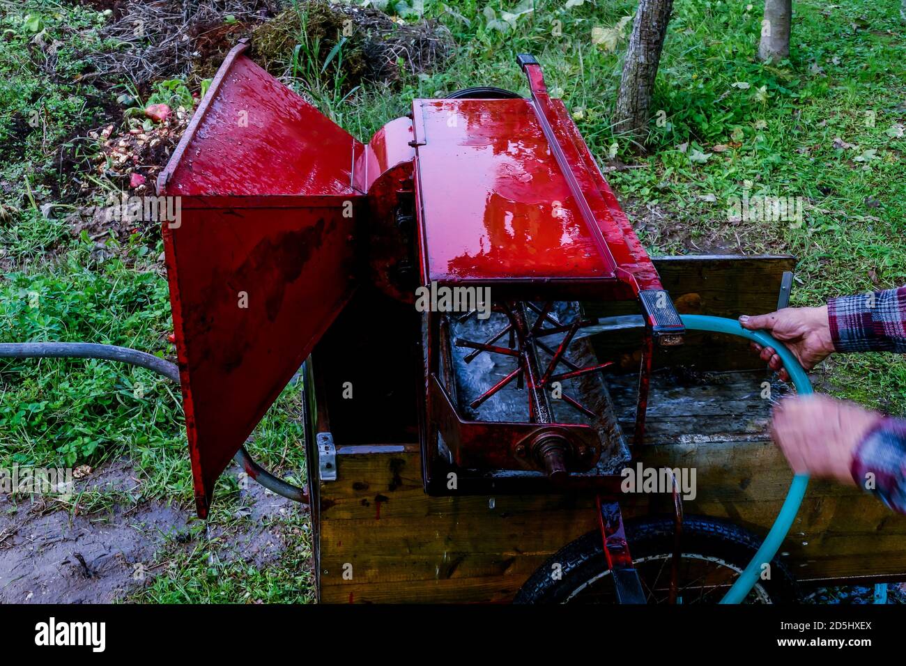 Grapes harvest of vineyard in september north italy, red grapes for ...