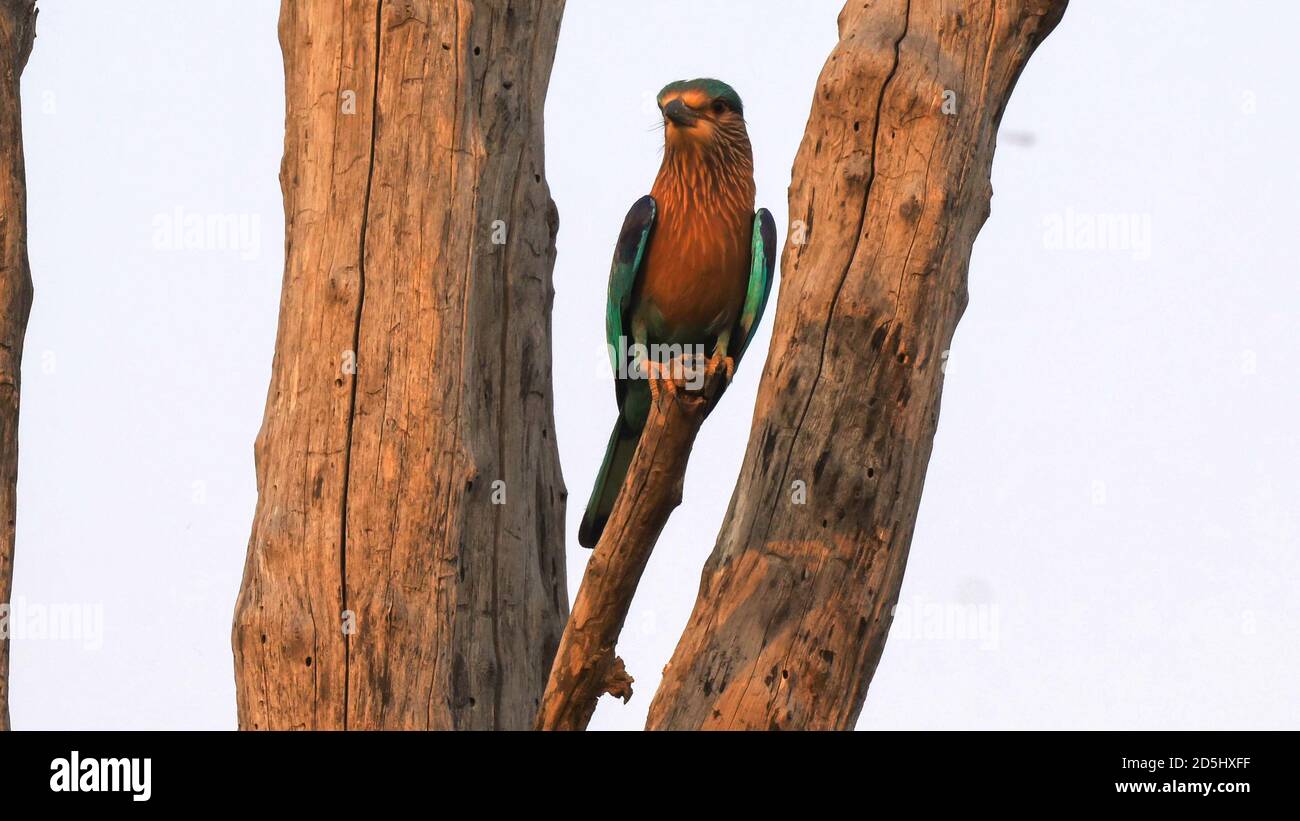 Indian roller bird hi-res stock photography and images - Alamy