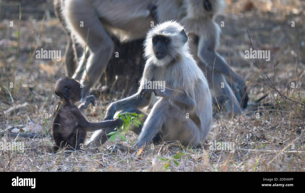 a baby langur monkey plays with leaves at tadoba andhari tiger reserve ...