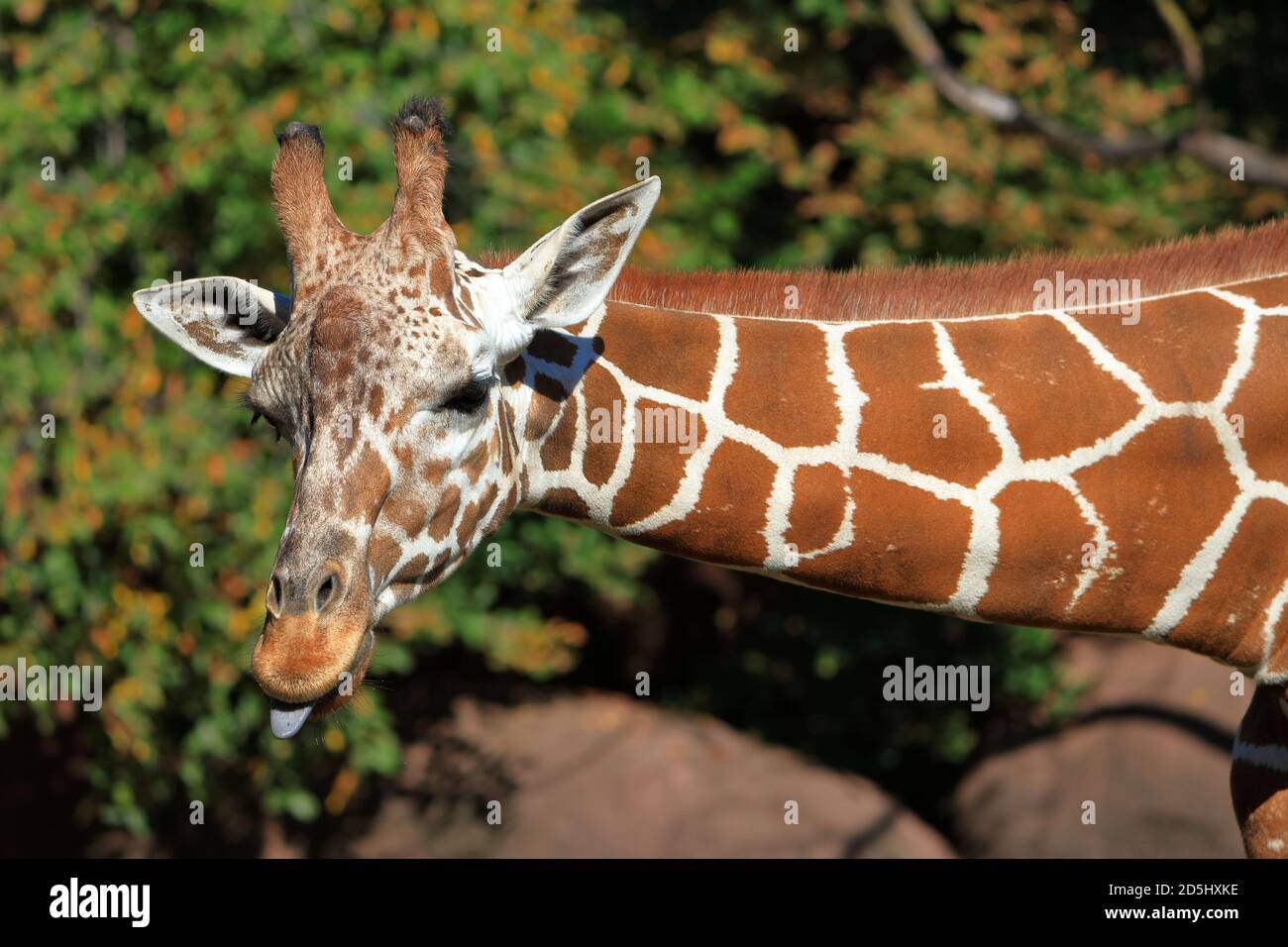African savanna elephant giraffe hi-res stock photography and images ...