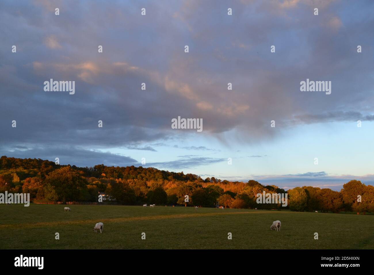 Coppiced area hi-res stock photography and images - Alamy