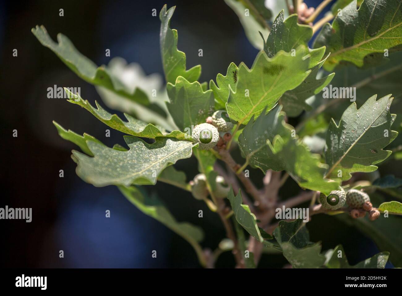 English oak tree quercus robus, hi-res stock photography and images - Alamy