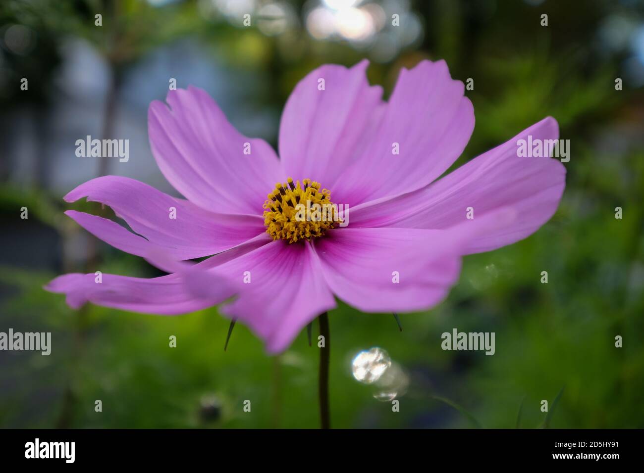 Dainty pink flowers hi-res stock photography and images - Alamy