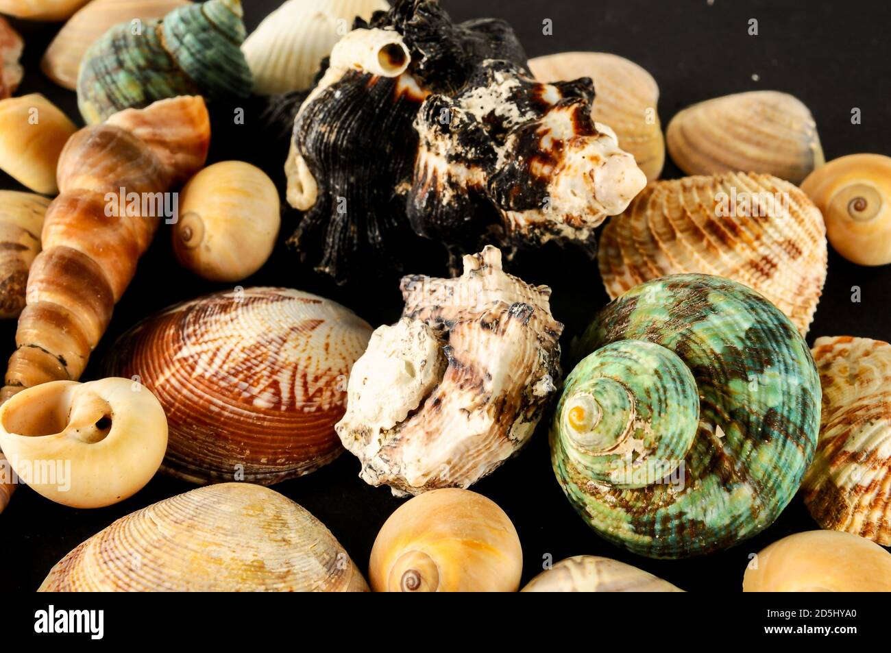 Seashell background texture Stock Photo - Alamy