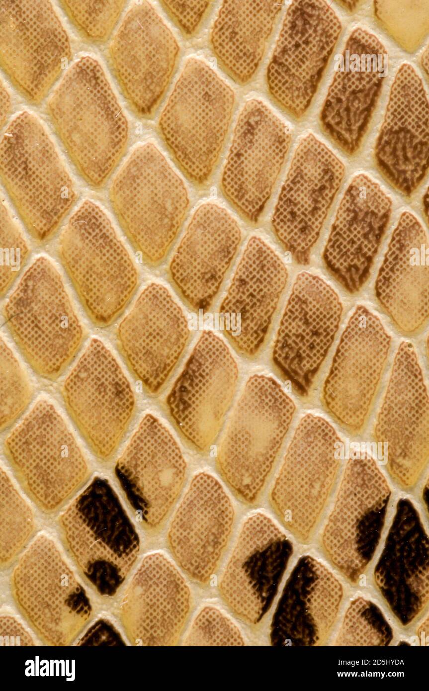 Snake skin pattern background Stock Photo - Alamy