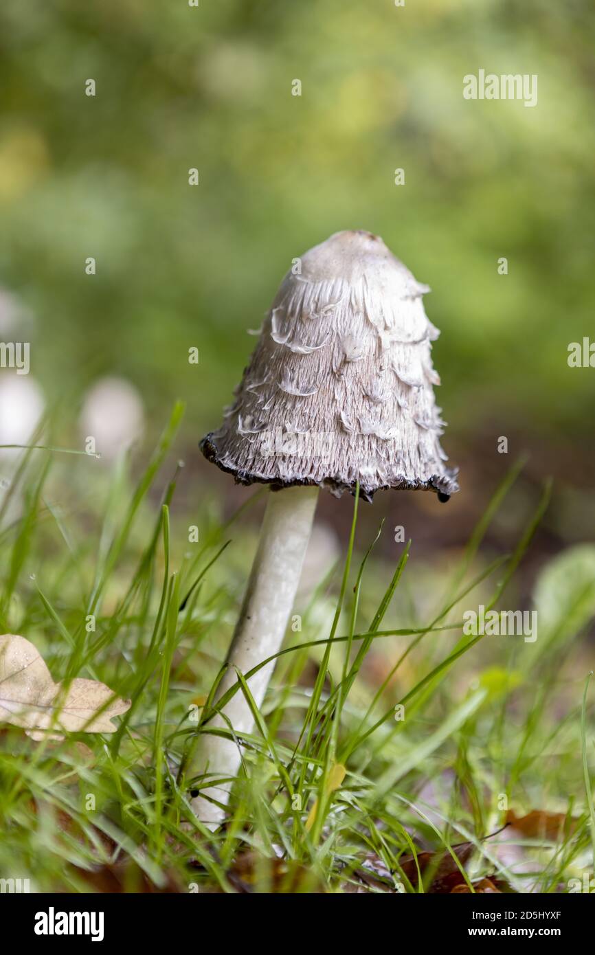 Cone cap wild bell shaped ink fungus Stock Photo - Alamy