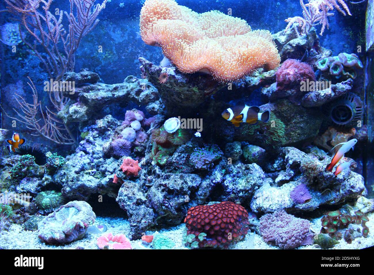 Beautiful symbiosis of group of fishes in coral reef aquarium tank ...