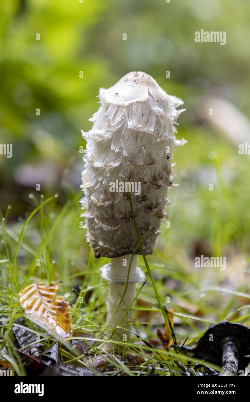 Cone cap wild bell shaped ink fungus Stock Photo - Alamy